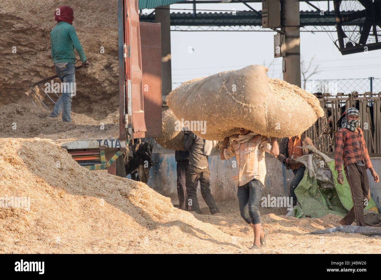 Men working together to store and move a large sack of hay on a farming ...