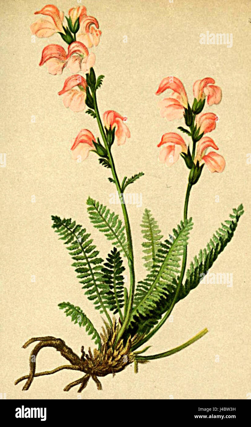 Pedicularis incarnata, known as the rose pink lousewort, is a species ...