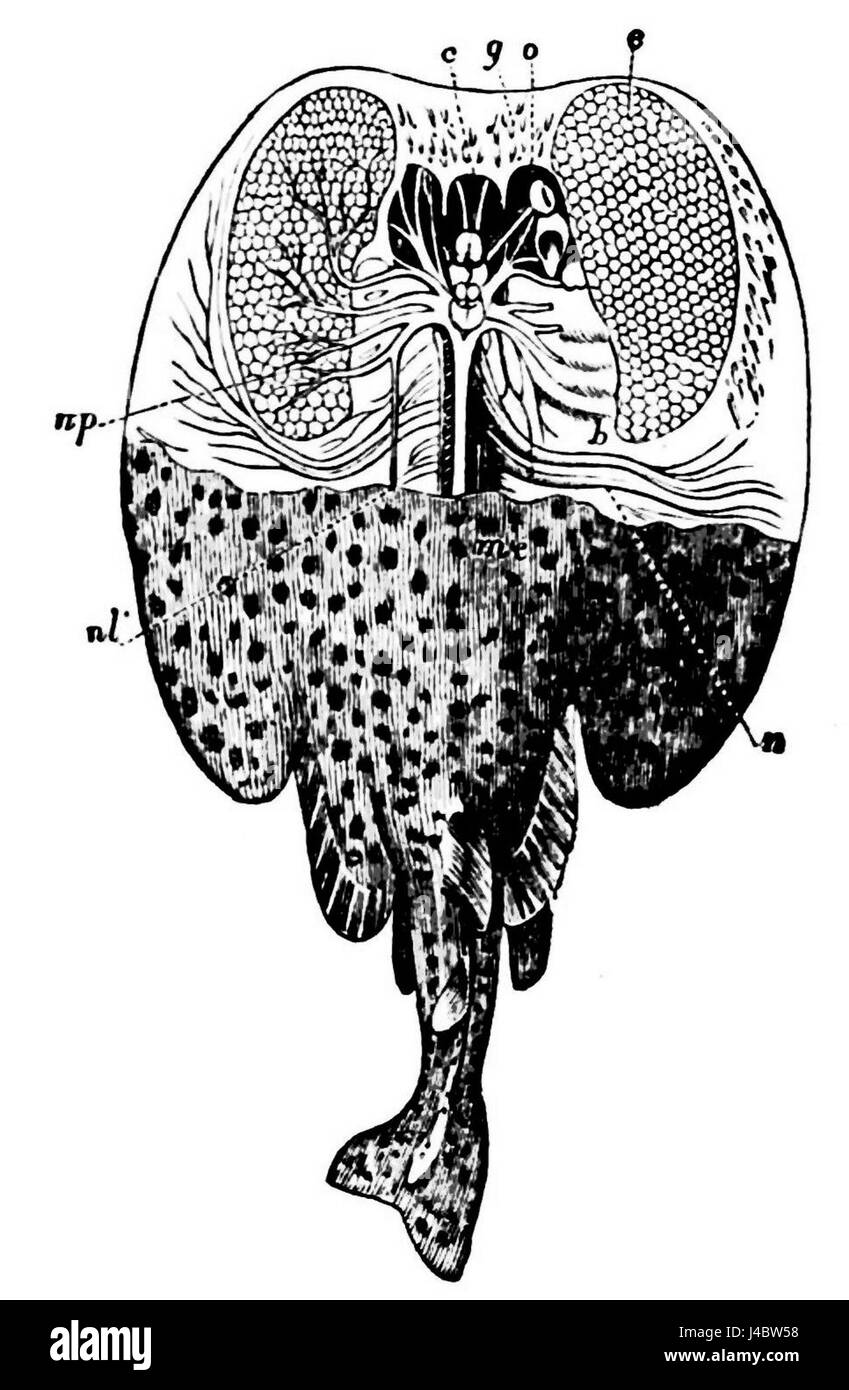 The torpedo ray, a species of electric ray, is known for its ability to ...