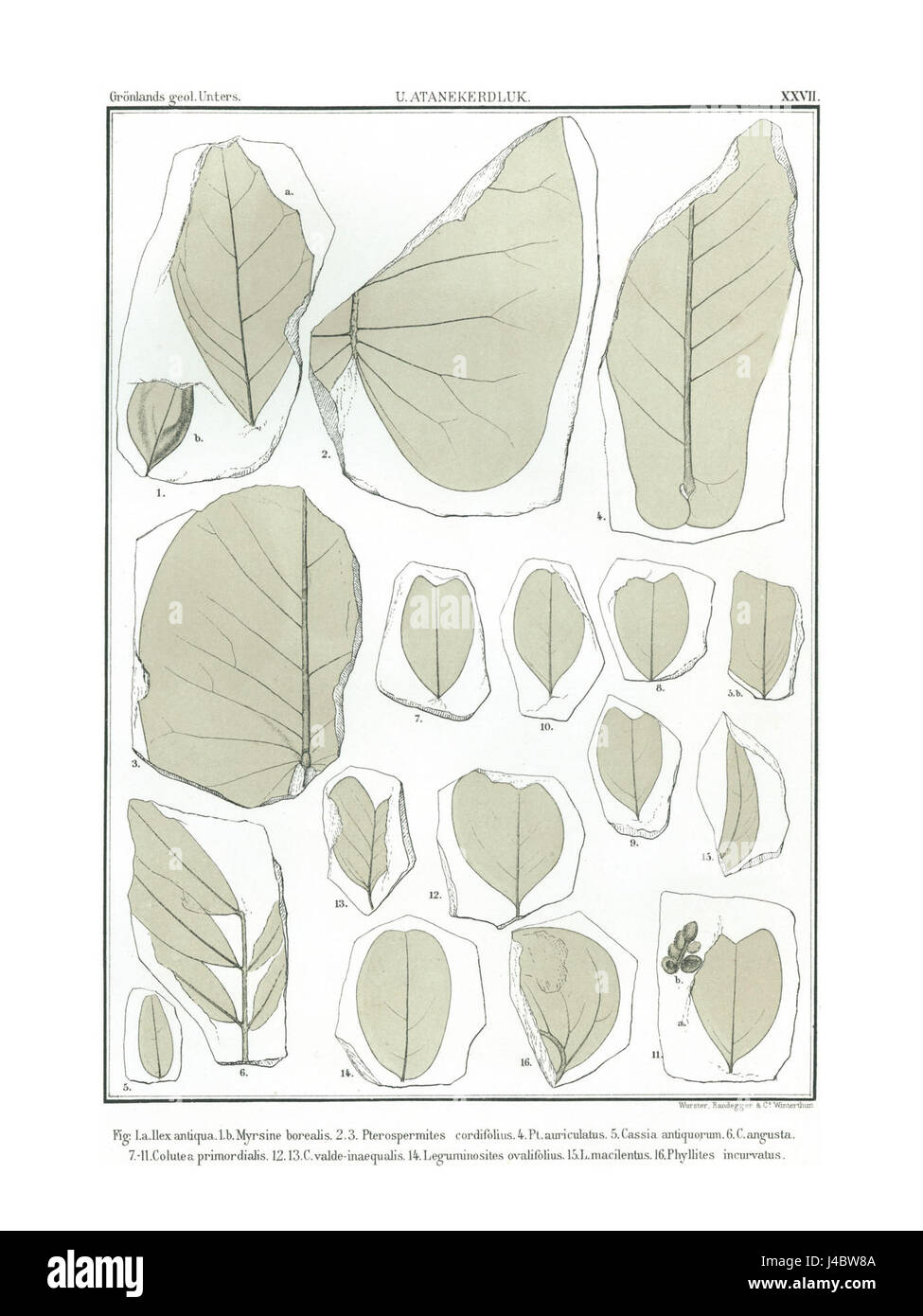 Polarflora 6 331 Stock Photo - Alamy