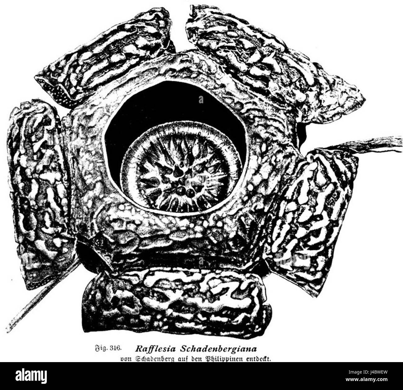 Rafflesia Black and White Stock Photos & Images - Alamy