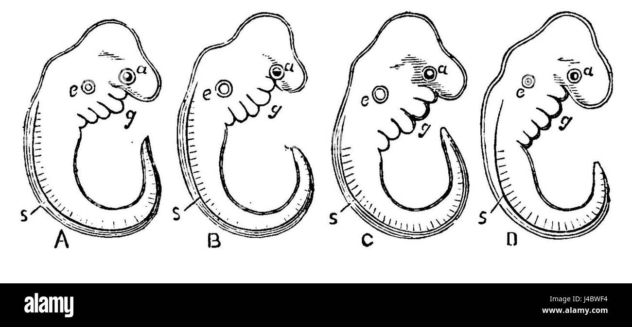 Anatomical evolution Cut Out Stock Images & Pictures - Alamy