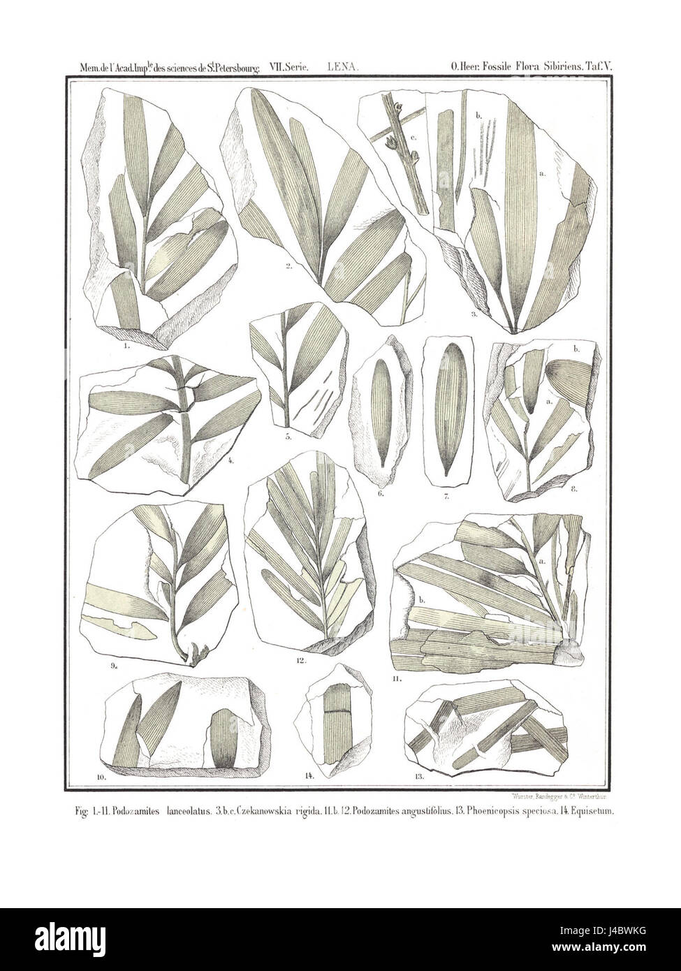 Polarflora 5 133 refers to a botanical work or collection focused on ...
