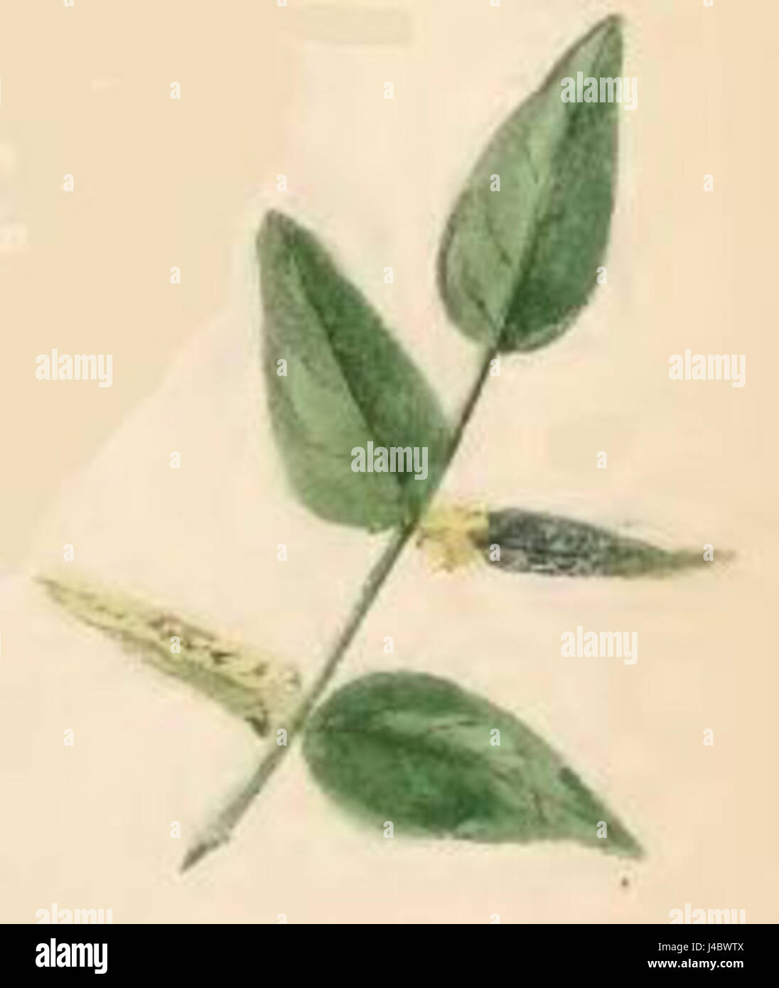 Entomologicalobservation hi-res stock photography and images - Alamy