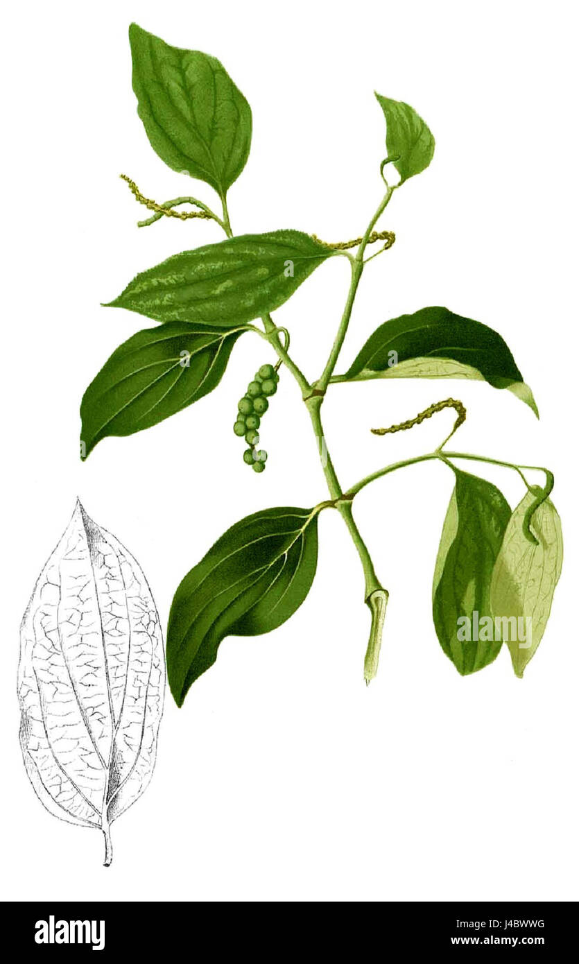 Piper nigrum Blanco1.11 cropped Stock Photo - Alamy