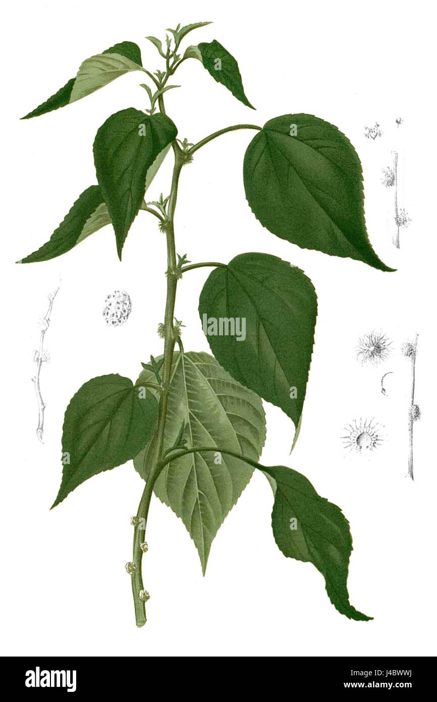 This botanical illustration depicts Pipturus arborescens, a plant ...