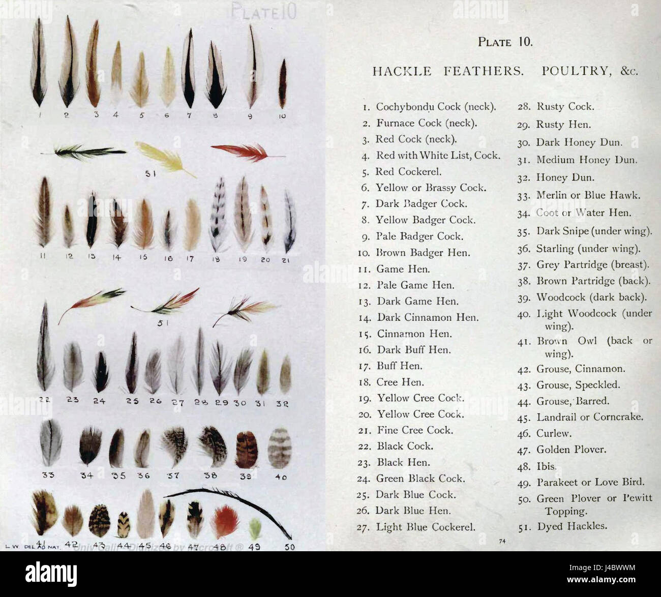 This plate features various hackles and feathers, often used in the ...