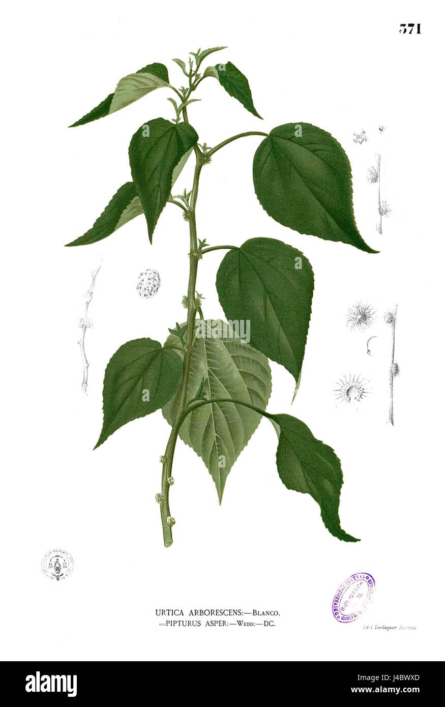 Pipturus arborescens, a species of flowering plant from the Urticaceae ...