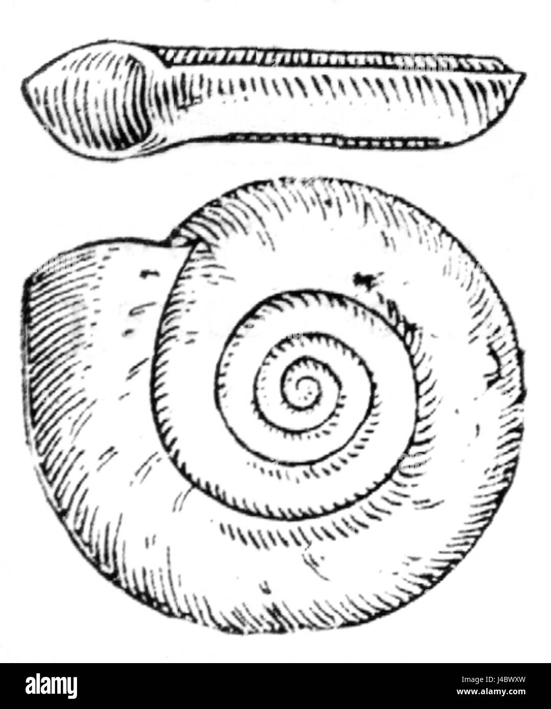 Smooth drawing Black and White Stock Photos & Images - Alamy