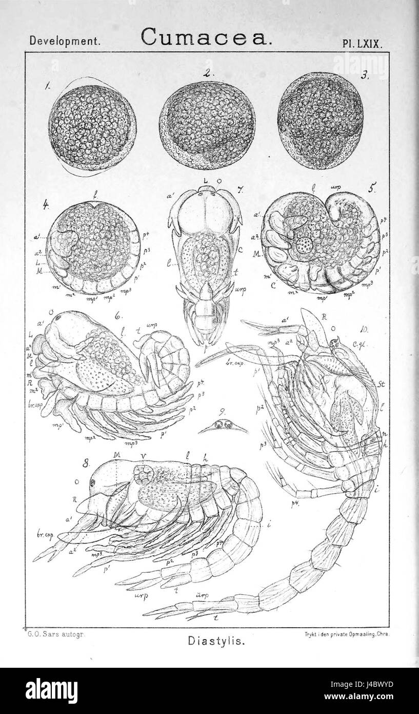 Plate LXIX depicts *Diastylis*, a genus of marine crustaceans, possibly ...