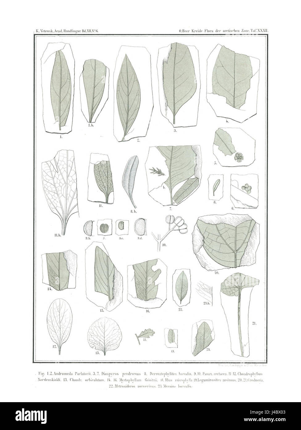 This work focuses on the polar flora, highlighting plant species that ...