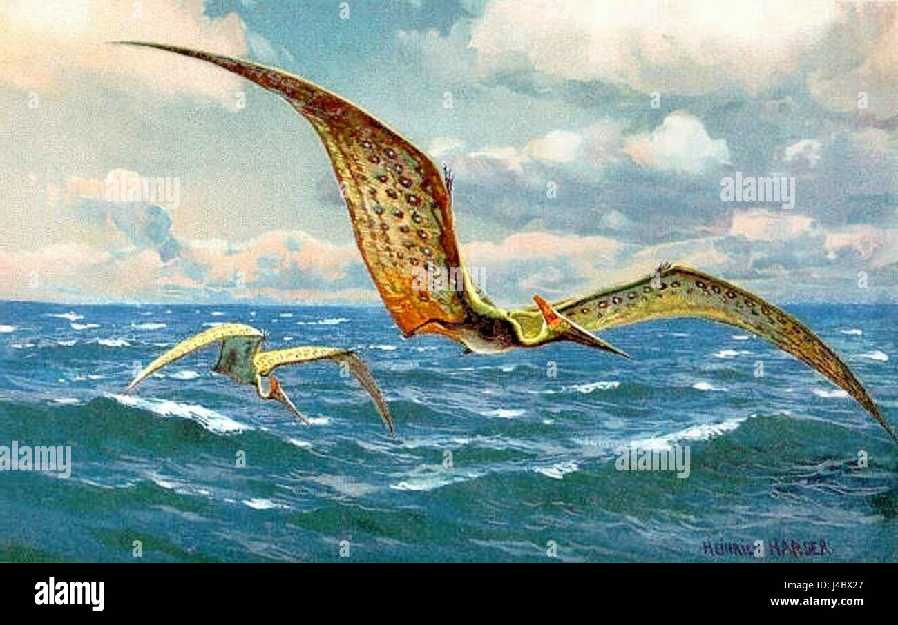 Pteranodon was a large genus of pterosaurs, known for their elongated ...