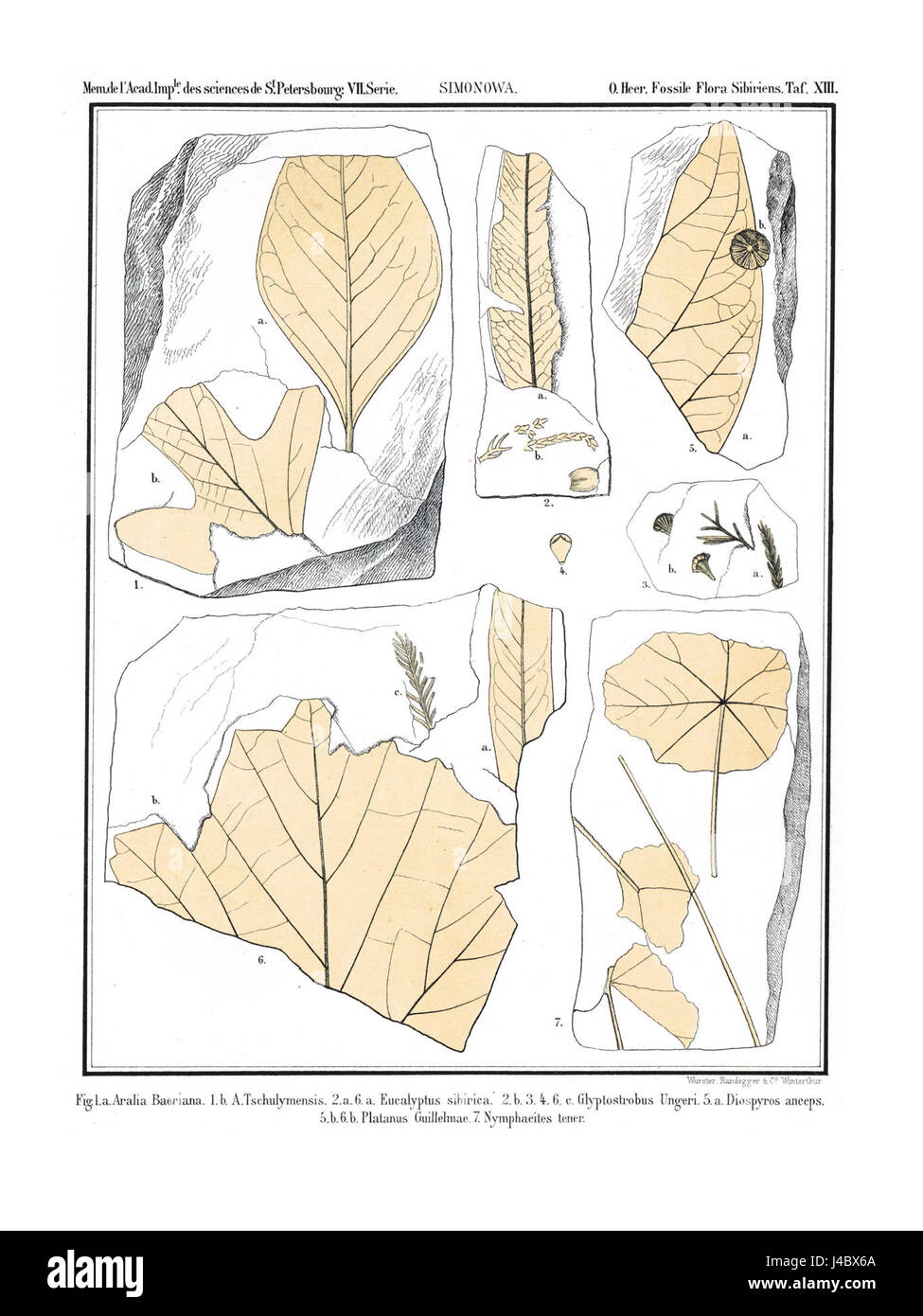 A botanical illustration titled 'Polarflora 5 149,' depicting Arctic or ...