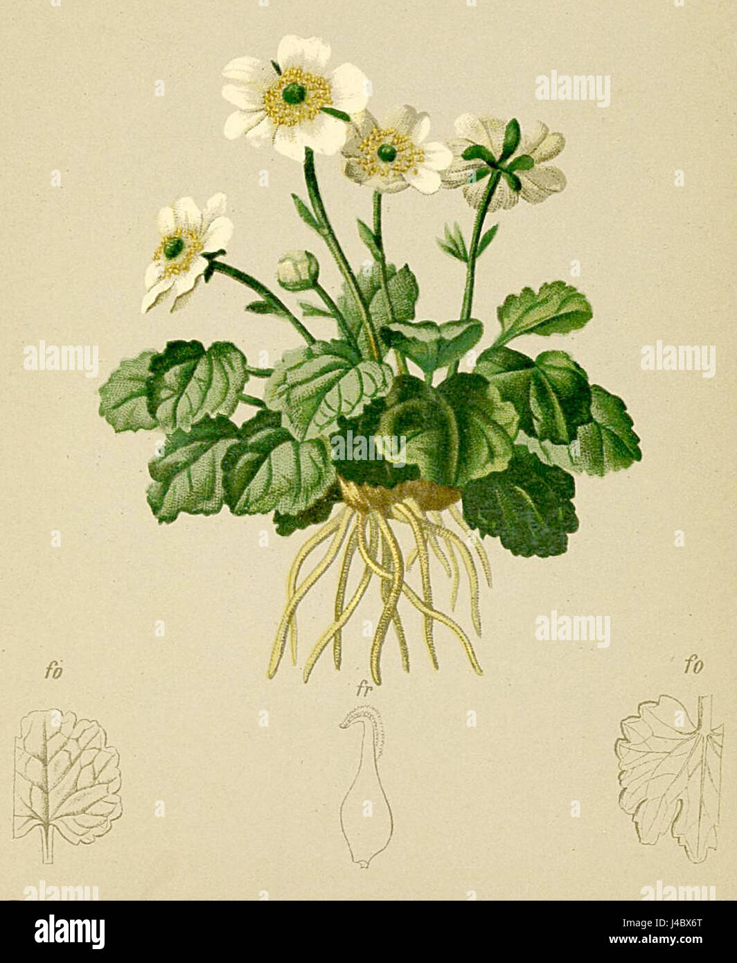 'Ranunculus bilobus', known as the two-lobed buttercup, is a perennial ...