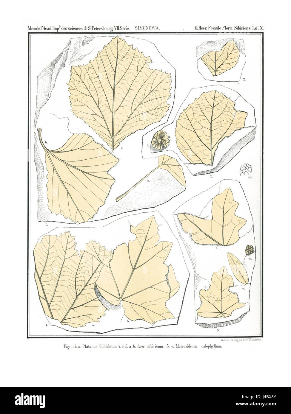 Polarflora 5 is a publication dedicated to the flora of polar regions ...