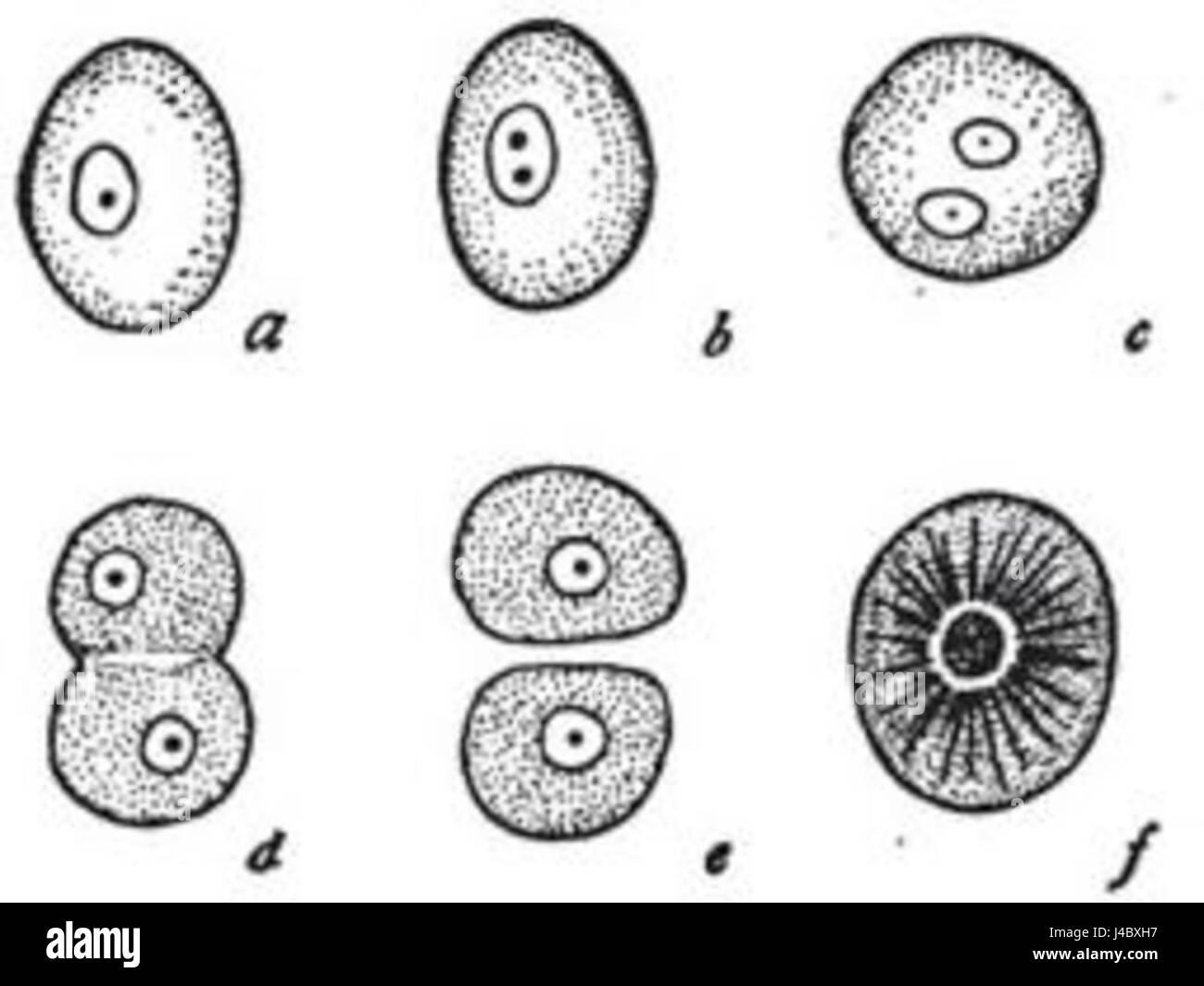 Remak Cut Out Stock Images & Pictures - Alamy