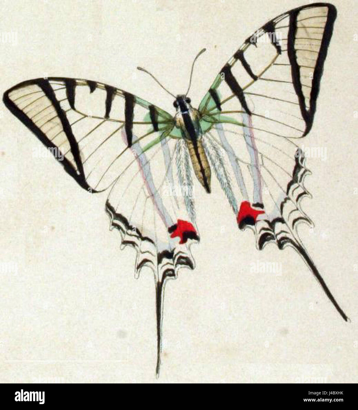 Protesilaus protesilaus hi-res stock photography and images - Alamy