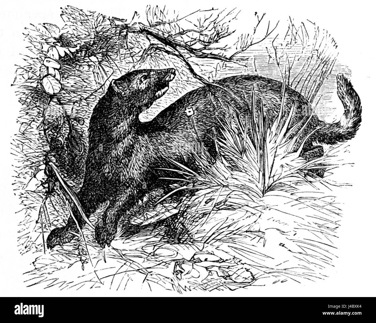Mink tail Black and White Stock Photos & Images - Alamy