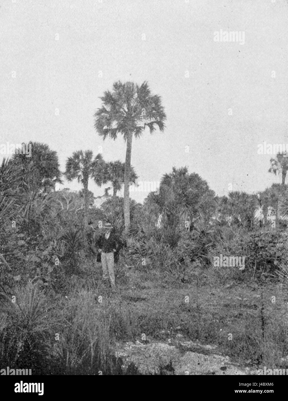Palm tree in natural Black and White Stock Photos & Images - Alamy