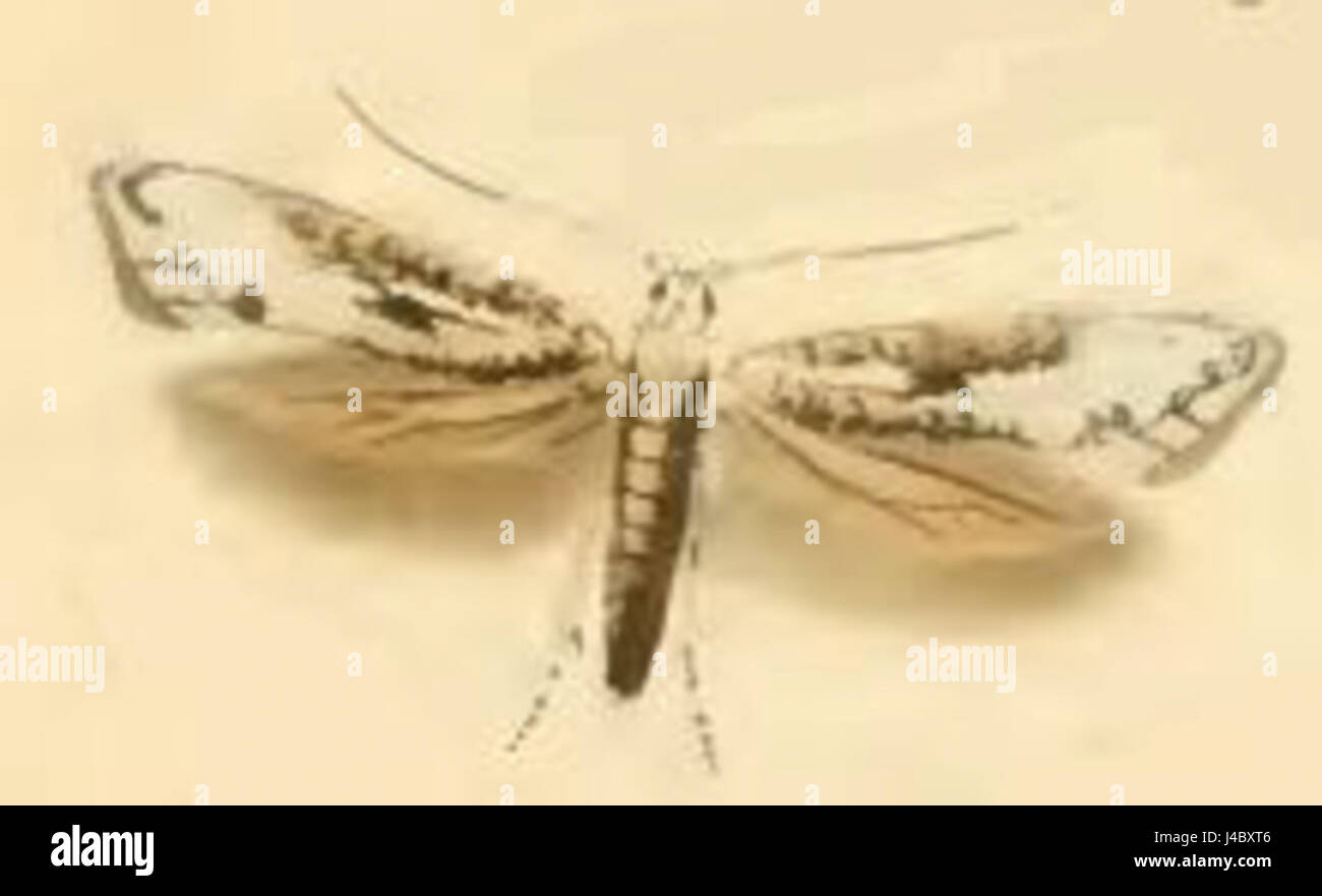 'Prays oleae' is a species of parasitic wasp that targets the olive ...