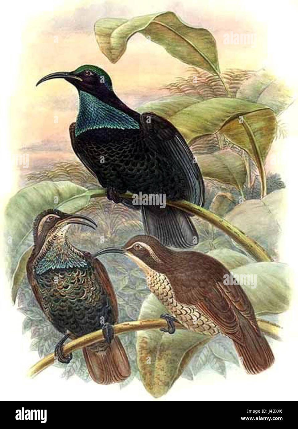 Ptiloris paradiseus, also known as the paradise riflebird, was ...