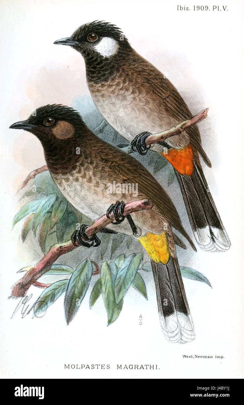 A depiction of the Pycnonotus magrathi, a bird species known for its ...