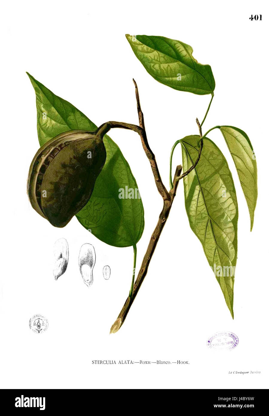 Pterygota alata hi-res stock photography and images - Alamy