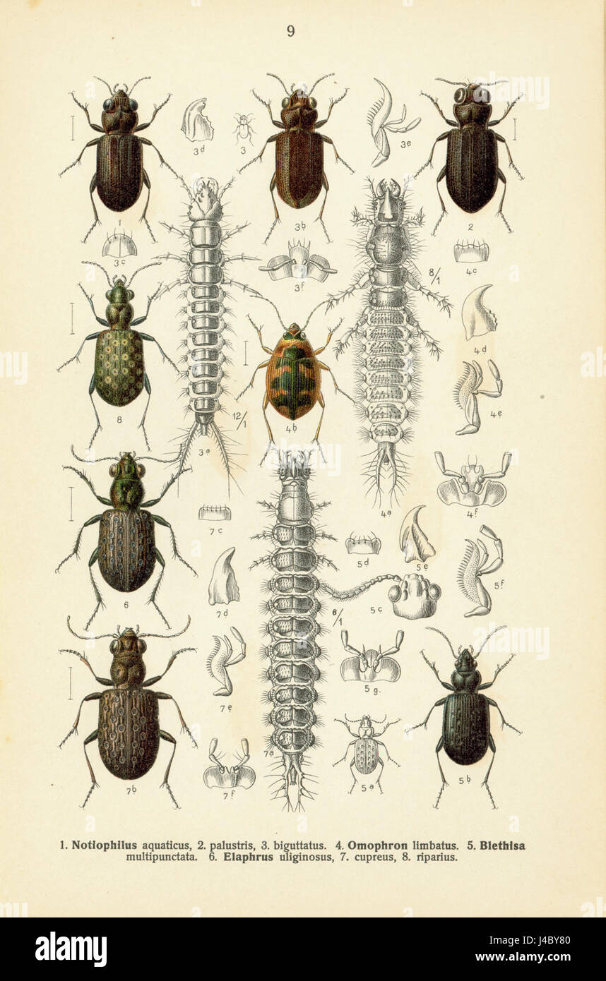This table, published by Reitter in 1908, is part of an entomological ...