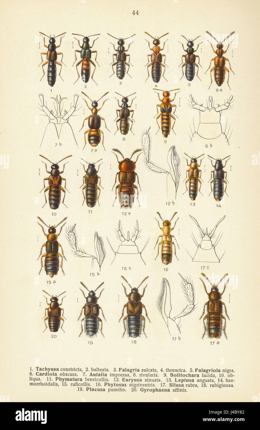 The 1908 table by Reitter is a classic reference work on European ...