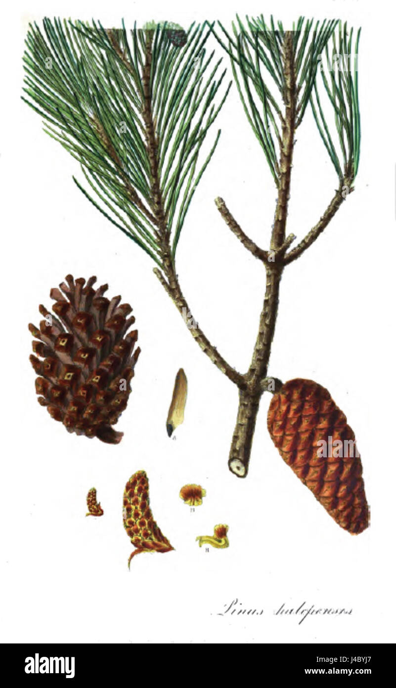 Pinus halepensis conifer Cut Out Stock Images & Pictures - Alamy