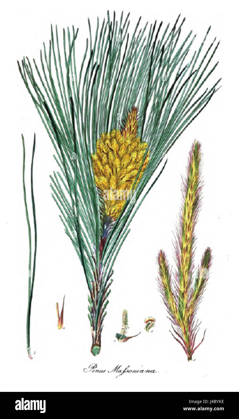 Massoniana hi-res stock photography and images - Alamy