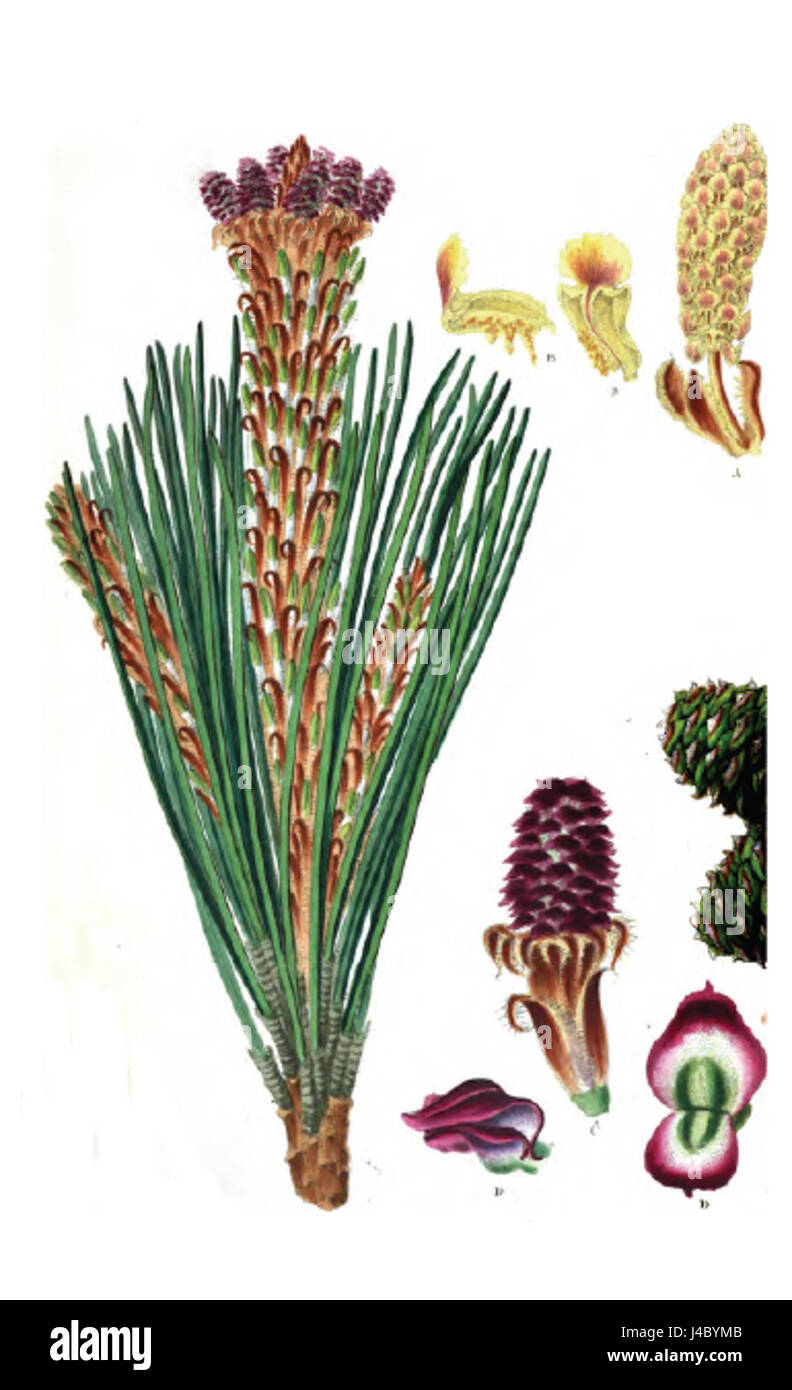 Pinus pinaster, also known as the maritime pine, is a species of tree ...