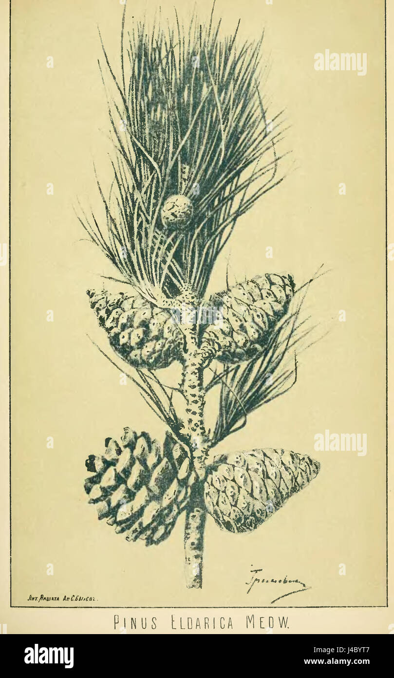 Pinus eldarica Medw Stock Photo - Alamy