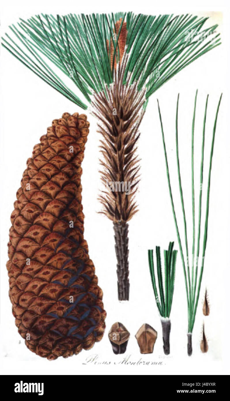 Forest pine trees pinus Cut Out Stock Images & Pictures - Alamy