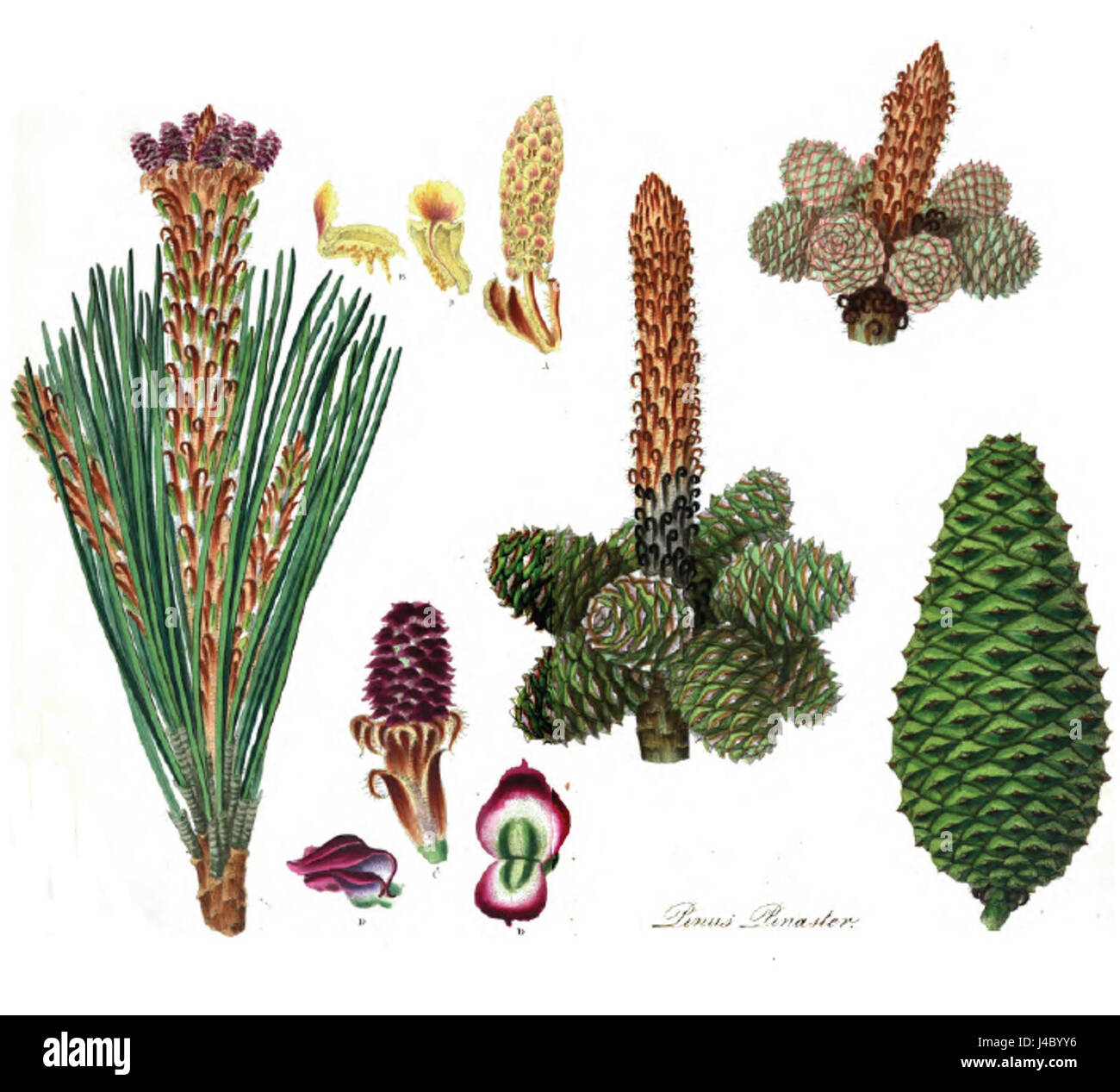 Pinus pinaster, also known as the Maritime Pine, is a species of pine ...