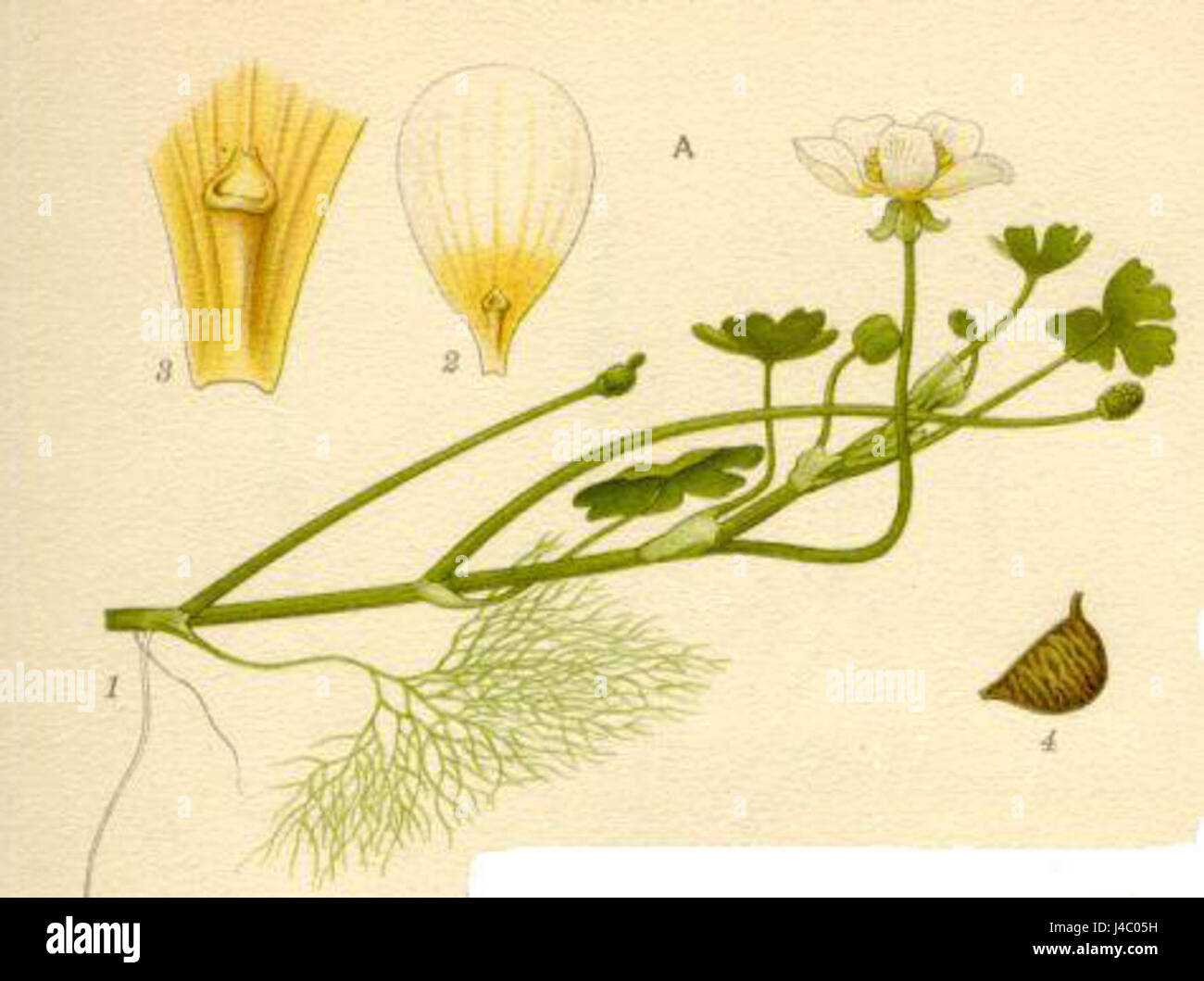 Sciences ranunculus hi-res stock photography and images - Alamy