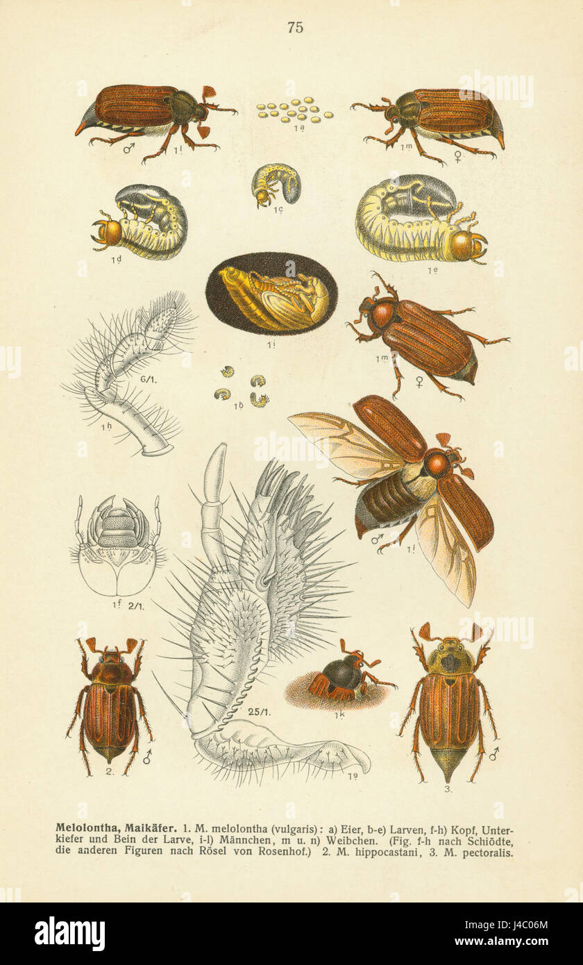 The Reitter 1908 table 7 refers to a historical table from a work by ...