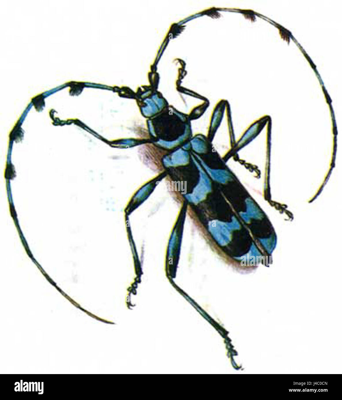 Rosalia coelestis hi-res stock photography and images - Alamy