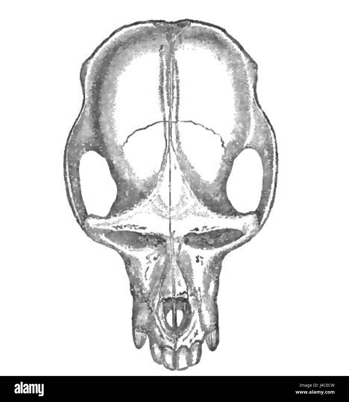 This image features a Rhesus macaque skull placed above a Blanford's ...