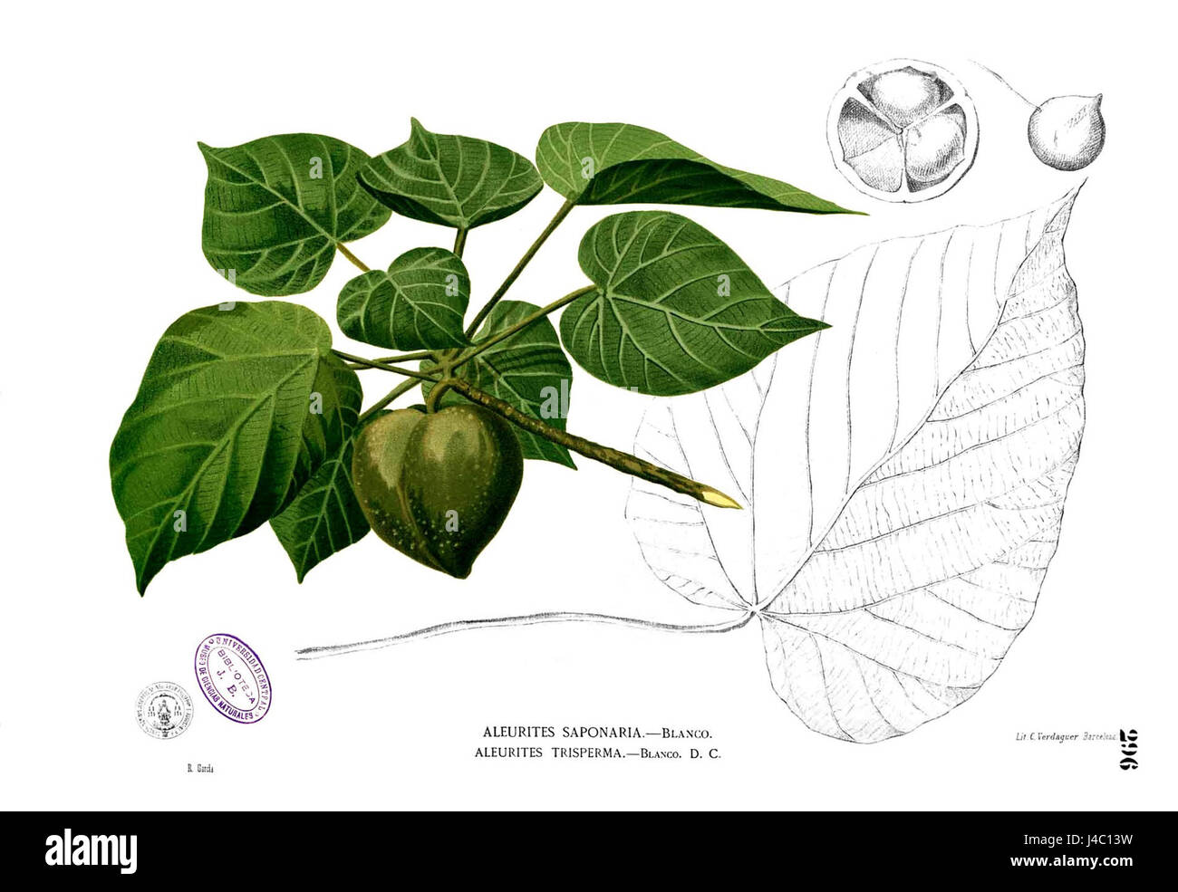 Reutealis trisperma, also known as the Java almond, is a tropical plant ...