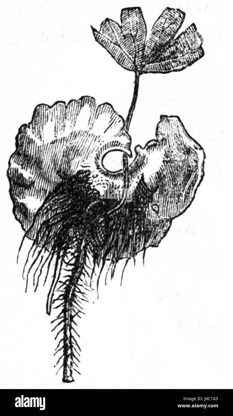 This scientific illustration from PSM V25 D174 shows the second ...