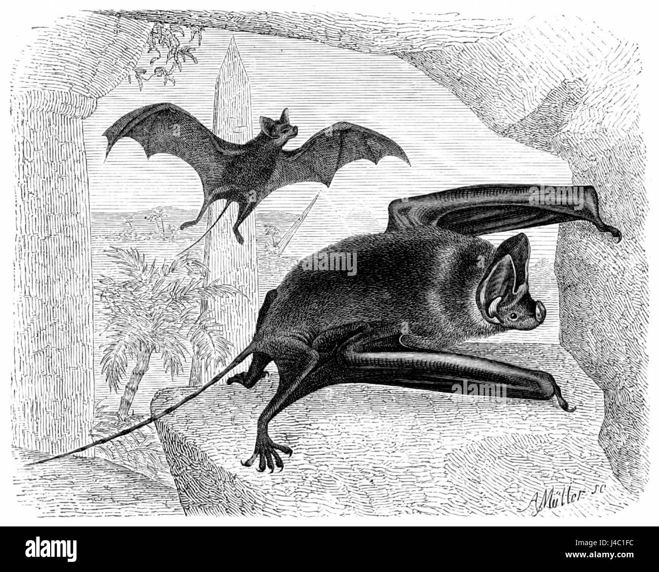 Long tongued insect Black and White Stock Photos & Images - Alamy