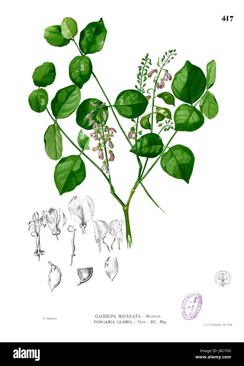 Pongamia pinnata, as illustrated by Blanco in his work 'Flora de ...