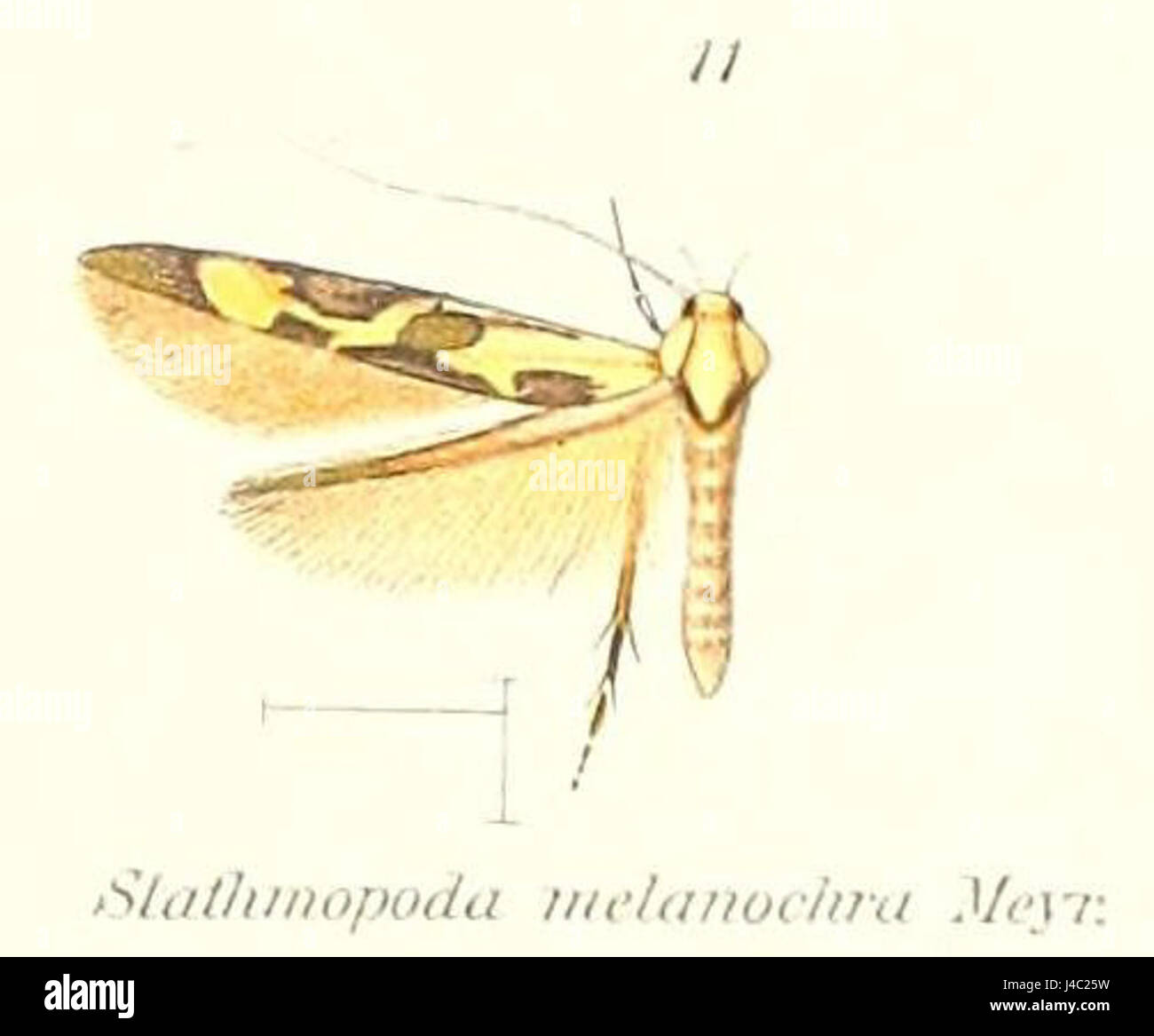 Detailed illustration from scientific hi-res stock photography and ...