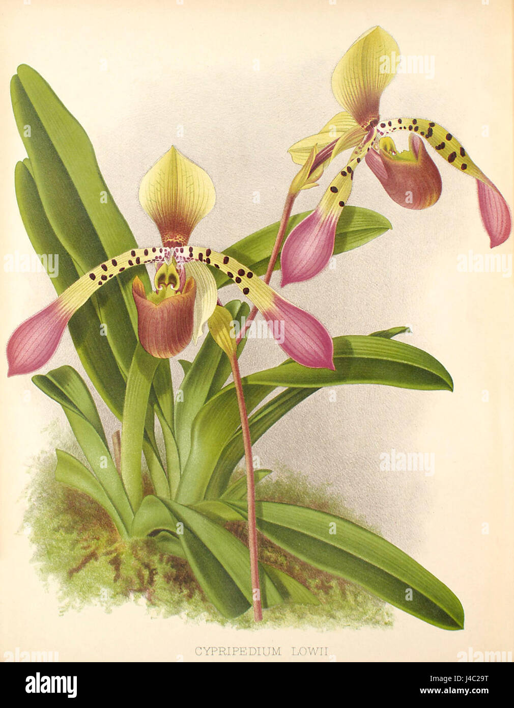 Lowii hi-res stock photography and images - Alamy