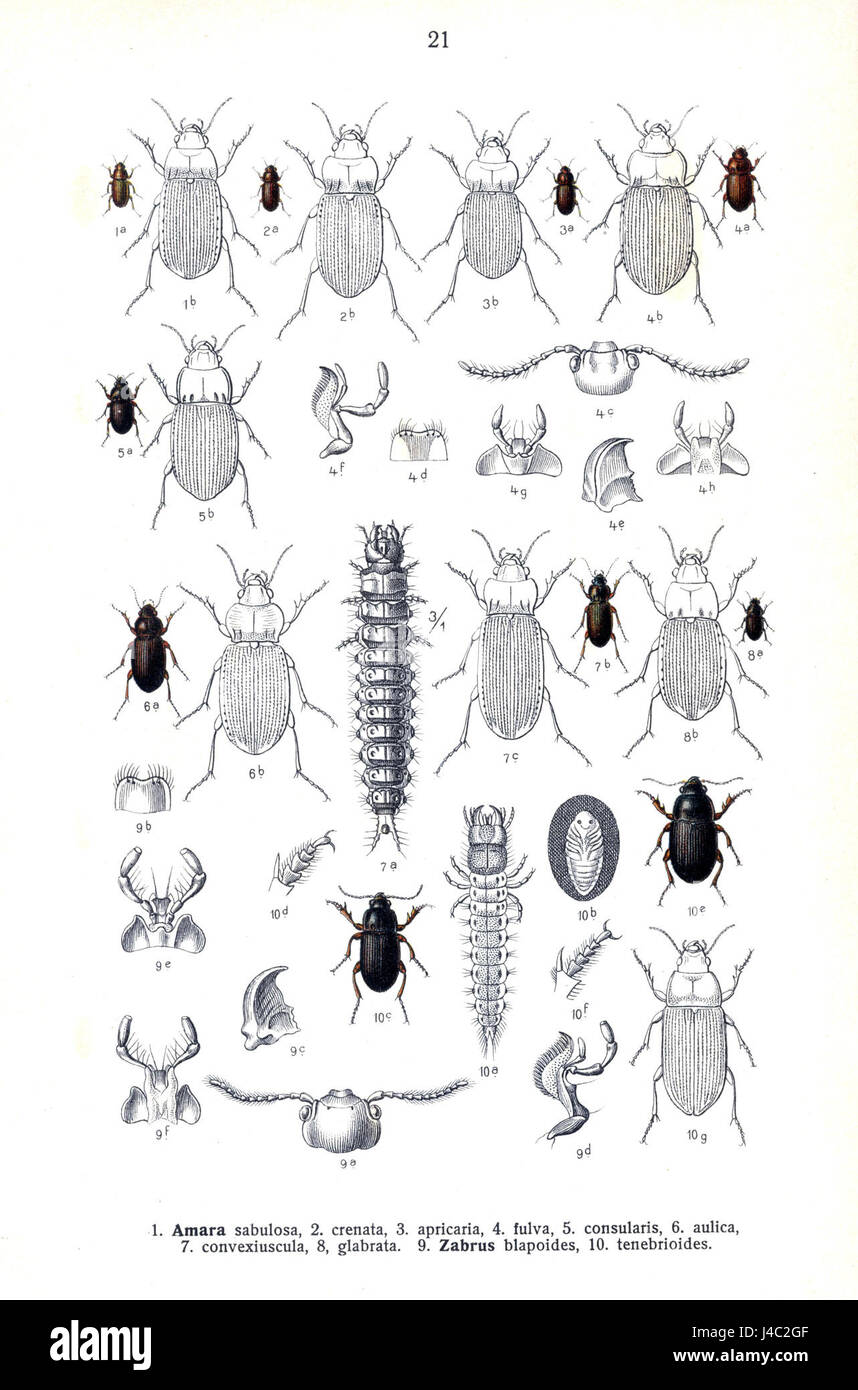 'Reitter Amara u.a. 2' is a botanical illustration featuring various ...