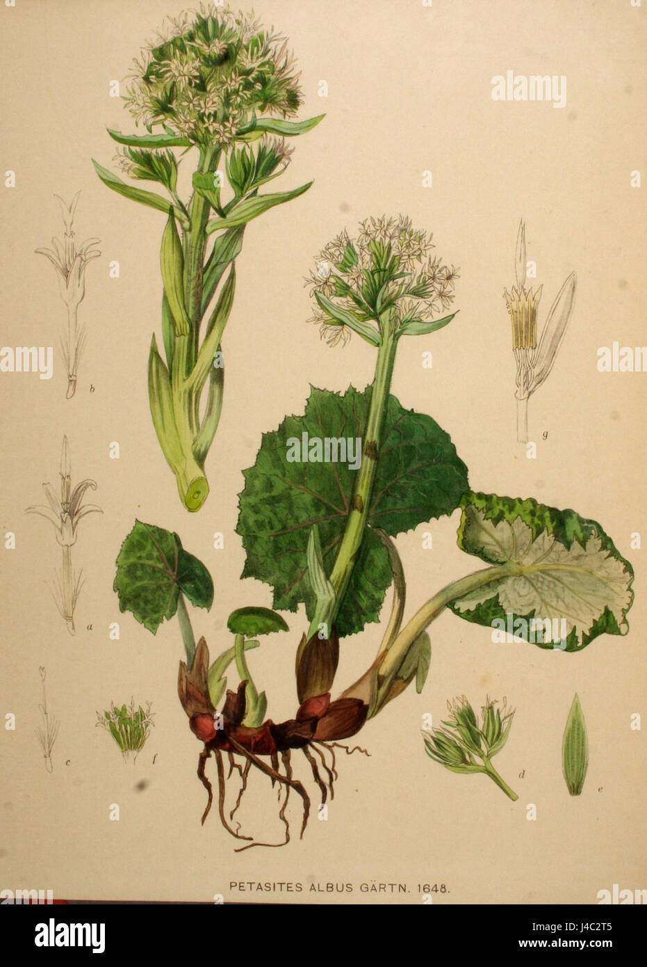 Petasites albus, commonly known as white butterbur, is a plant species ...
