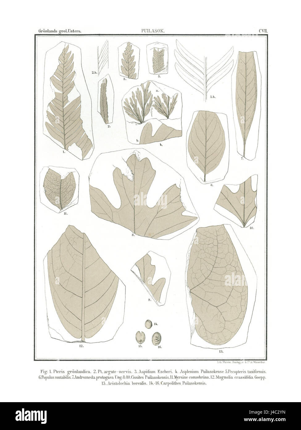 *Polarflora 7* is a comprehensive botanical publication focused on the ...