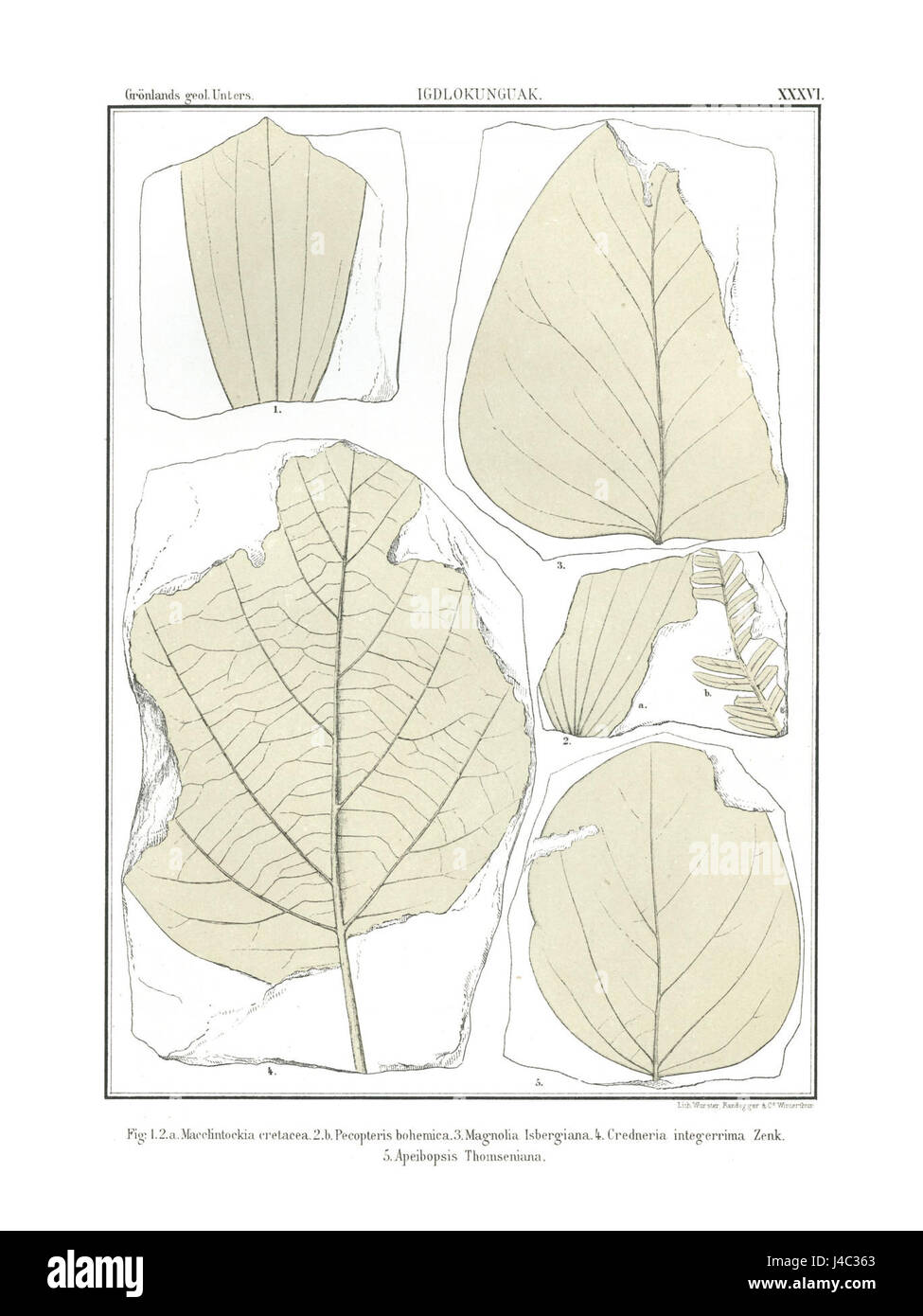 *Polarflora 6 349* is a botanical reference focusing on the flora found ...