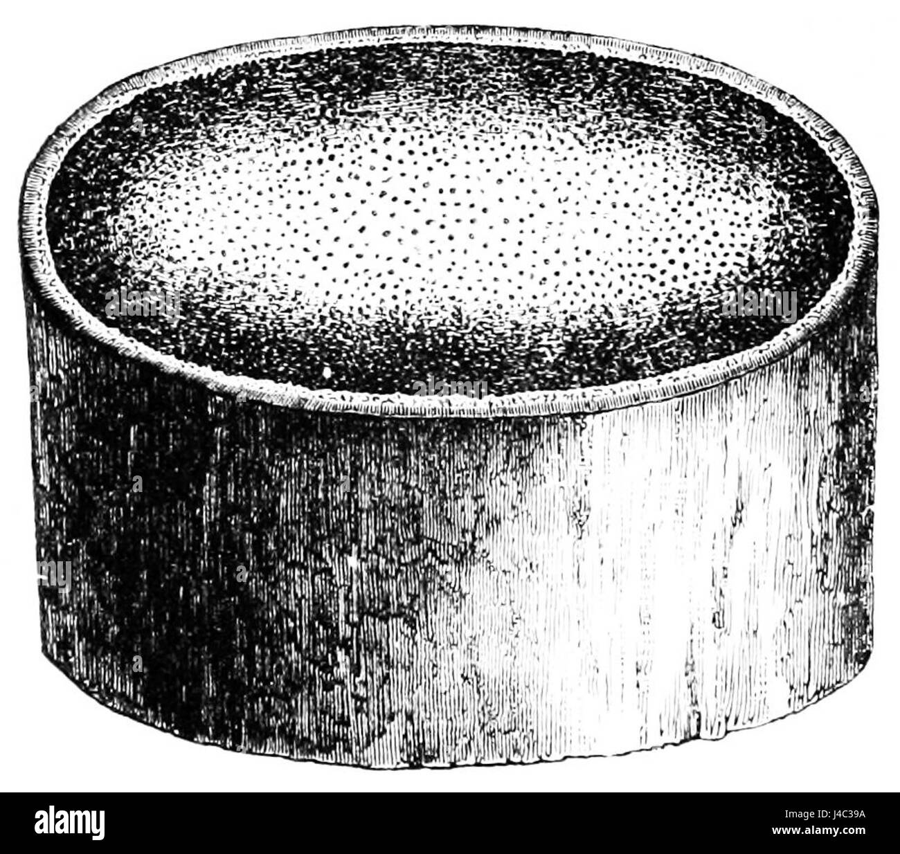 Palm tree identification Cut Out Stock Images & Pictures - Alamy